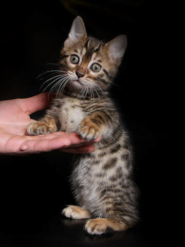 13 Things You Need to Know about the Dwelf Cat I Discerning Cat