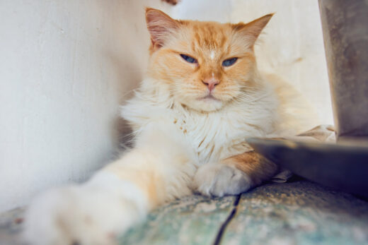 13 Types of Ragdoll Colors and Coat Patterns You’ll Love I Discerning Cat