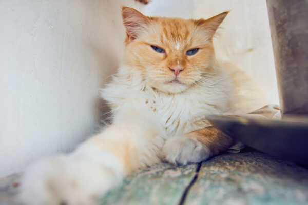 13 Types of Ragdoll Cat Colors and Coat Patterns You'll Love I ...