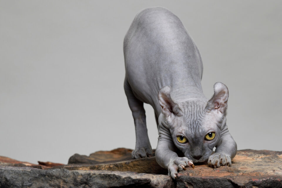 13 Things You Need to Know about the Dwelf Cat I Discerning Cat