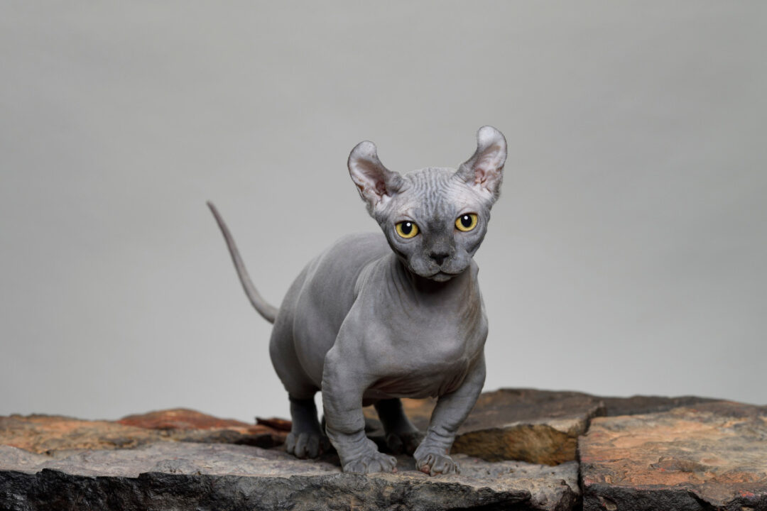 13 Things You Need to Know about the Dwelf Cat I Discerning Cat