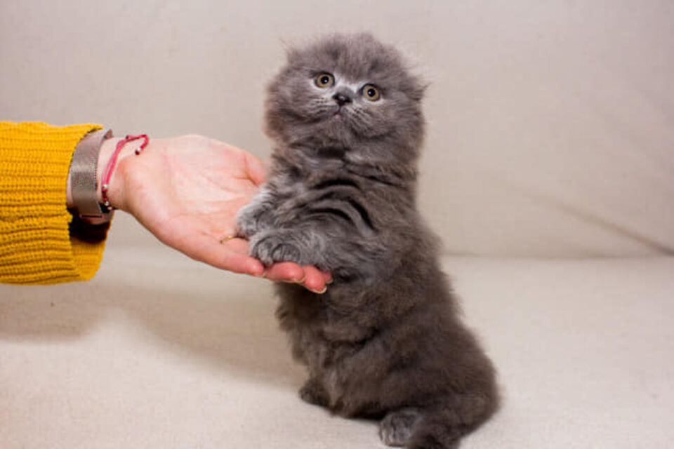 Genetta Cat: 10 Things You Need to Know I Discerning Cat