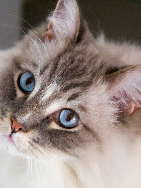 Genetta Cat: 10 Things You Need to Know I Discerning Cat