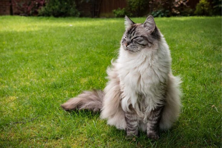 13 Types of Ragdoll Colors and Coat Patterns You’ll Love I Discerning Cat
