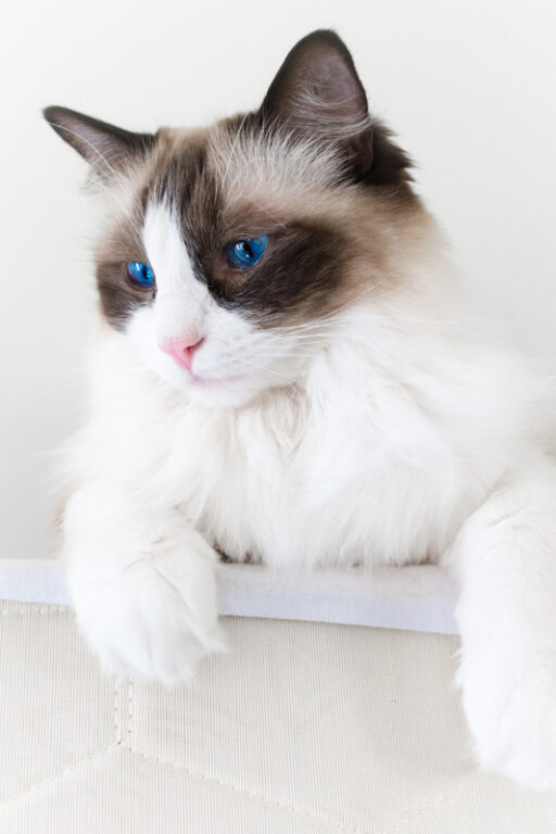Seal Point Ragdoll Cats: 12 Things That Make then Even Cuter I ...