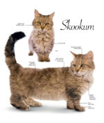 Skookum Cat: 13 Things You Need to Know I Discerning Cat