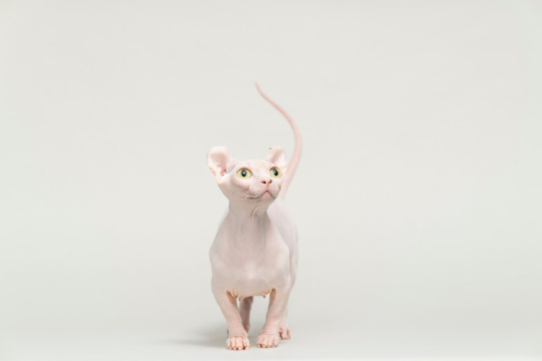 13 Things You Need to Know about the Dwelf Cat I Discerning Cat