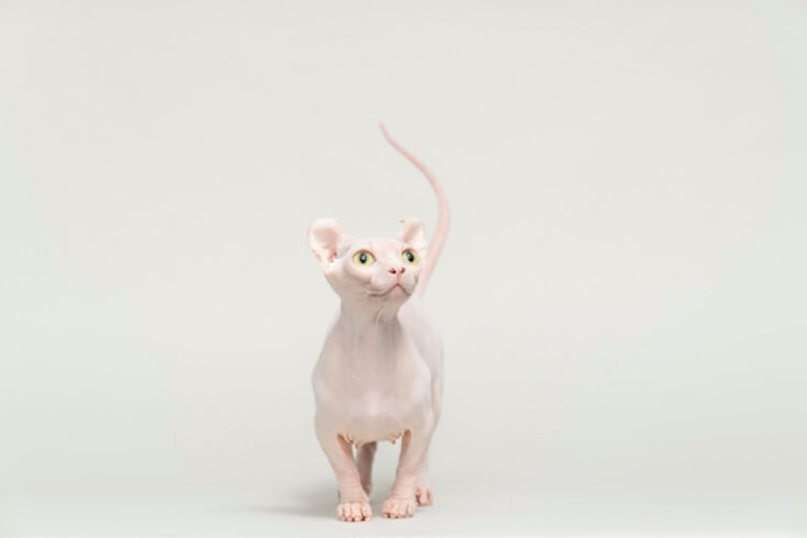 13 Things You Need to Know about the Dwelf Cat I Discerning Cat