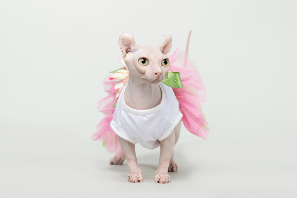 13 Things You Need to Know about the Dwelf Cat I Discerning Cat