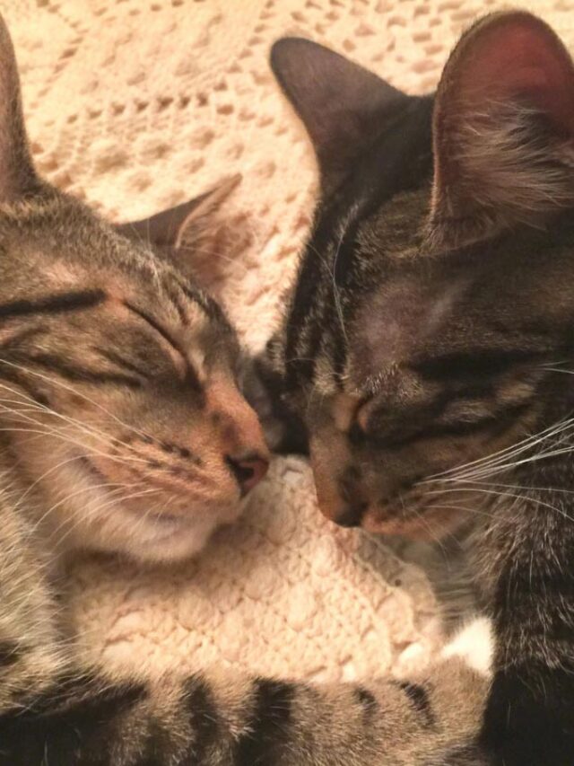 12 Facts About Sokoke Cat Story - The Discerning Cat