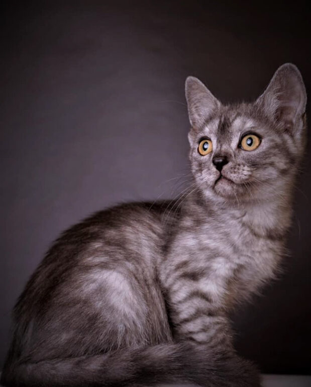 Lykoi Cat (2022) I 16 Things to Know About The Werewolf Cat I ...