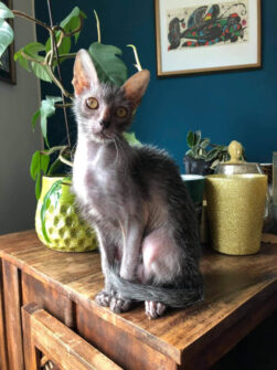 Lykoi Cat (2022) I 16 Things to Know About The Werewolf Cat I ...