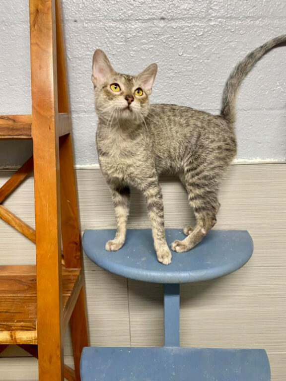 Lykoi Cat (2022) I 16 Things to Know About The Werewolf Cat I ...