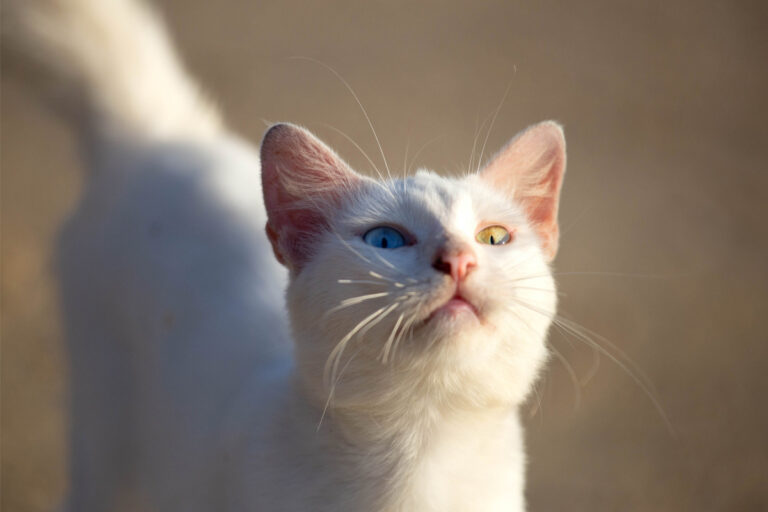 Khao Manee (2022) 13 Things You Need to Know I Discerning Cat