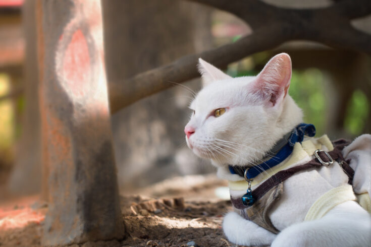 Khao Manee (2022) 13 Things You Need to Know I Discerning Cat