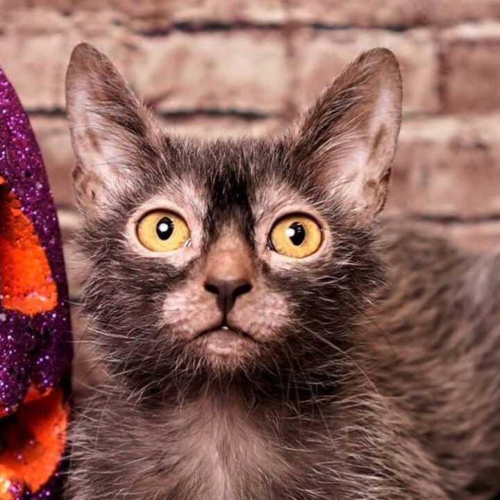 Lykoi Cat (2022) I 16 Things to Know About The Werewolf Cat I ...