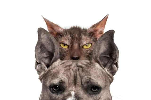 Lykoi Cat (2022) I 16 Things to Know About The Werewolf Cat I ...