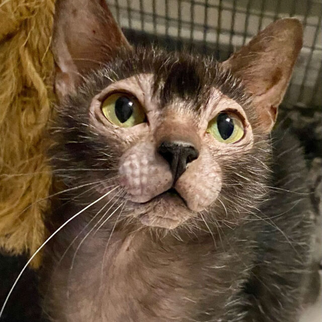 Lykoi Cat (2022) I 16 Things to Know About The Werewolf Cat I ...