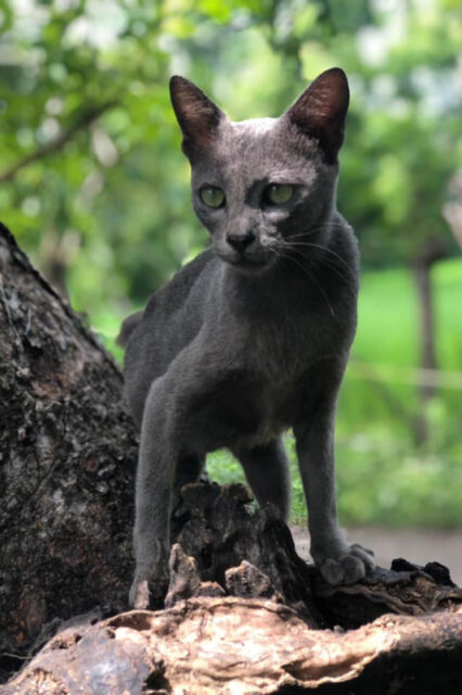 Raas Cat (2022) I 13 Incredible Facts You Need to Know I Discerning Cat