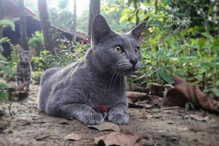 Raas Cat (2022) I 13 Incredible Facts You Need to Know I Discerning Cat