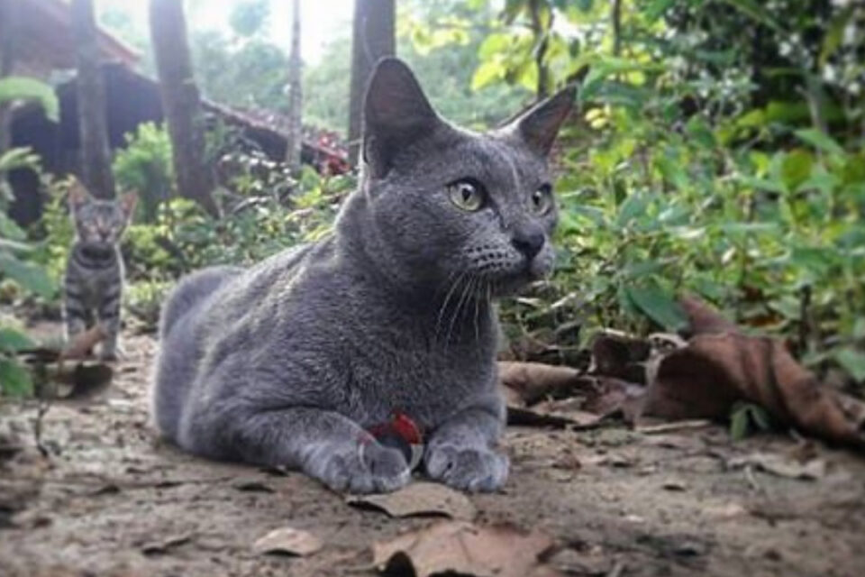 Raas Cat (2022) I 13 Incredible Facts You Need to Know I Discerning Cat