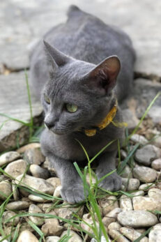 Raas Cat (2022) I 13 Incredible Facts You Need to Know I Discerning Cat