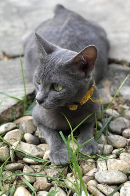 Raas Cat (2022) I 13 Incredible Facts You Need to Know I Discerning Cat