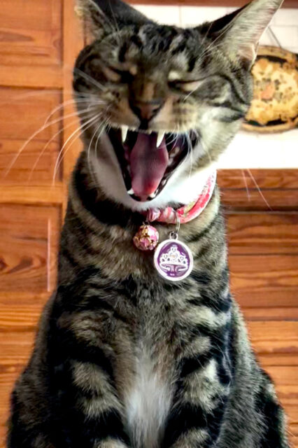 Sokoke Cat Facts: 15 Things You Should Know (2023) I Discerning Cat