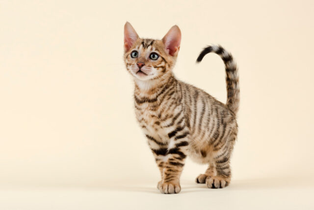 Toyger Cat (2022) I 13 Things You Need To Know (2022) I Discerning Cat