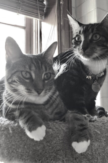 Sokoke Cat (2022): 12 Facts About This Rare Feline Beauty I Discerning Cat