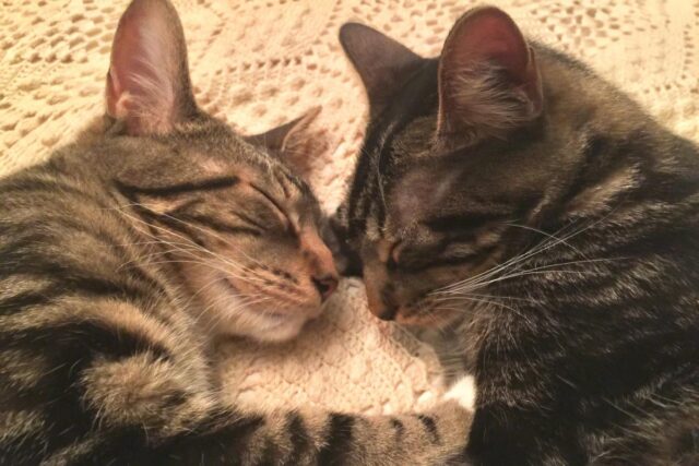 Sokoke Cat (2022): 12 Facts About This Rare Feline Beauty I Discerning Cat