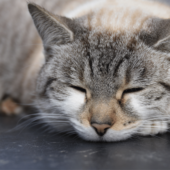 Why Do Cats Twitch in Their Sleep? (2023) | 8 Reasons and When to Worry ...