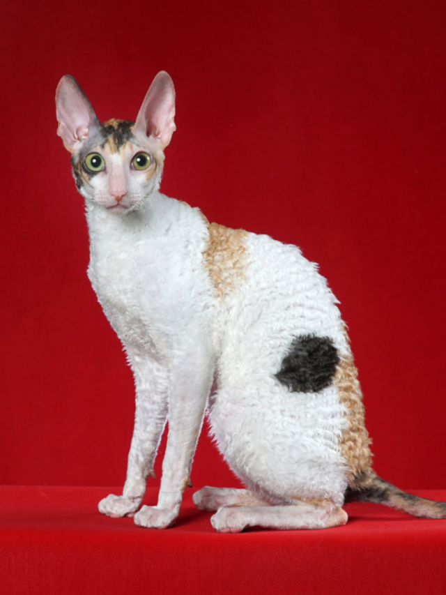 5 Big Eyed Cat Breeds Youll Love The Discerning Cat