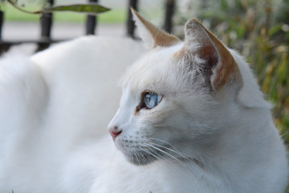 Flame Point Siamese Cat (2022) I 11 Things You Need to Know I ...