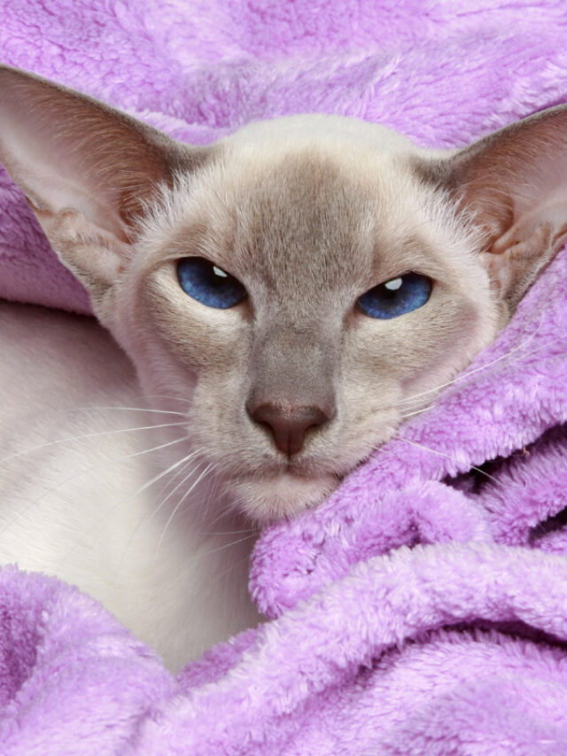 Lilac Point Siamese Cat | 12 Things You Need to Know Story - The ...