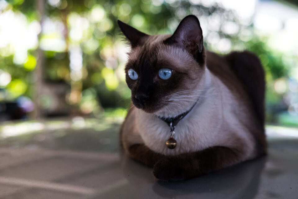 Chocolate Point Siamese Cats (2022) I 11 Things You Need to Know I ...