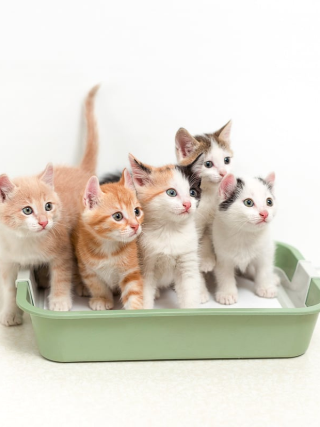 The Best Cat Litter - Everything You Need To Know Story - The ...