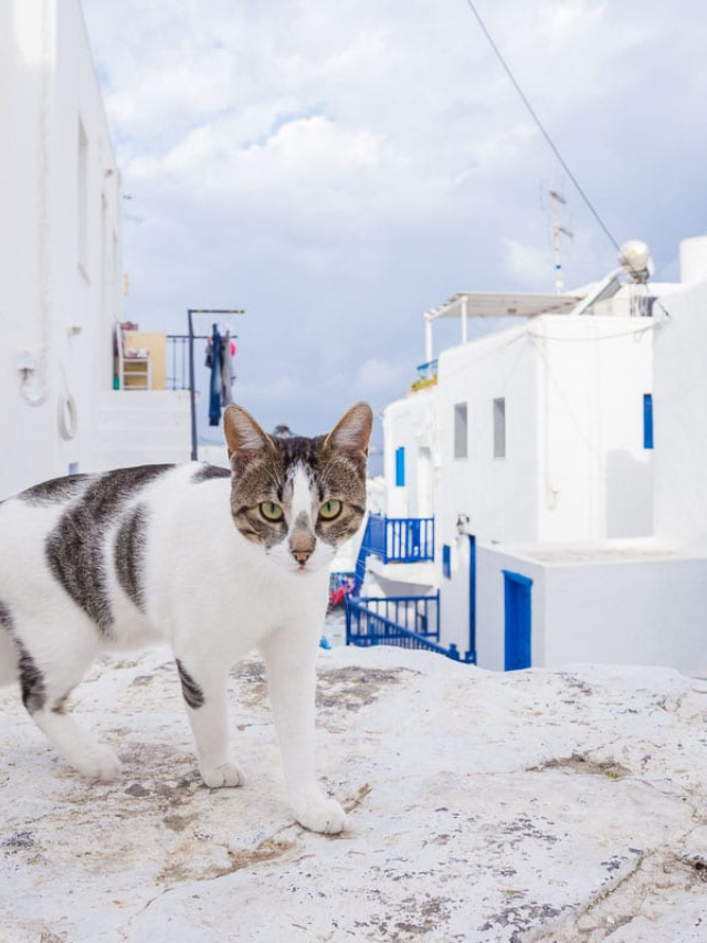 12 Best Greek Cat Names You’ll Love Story - The Discerning Cat