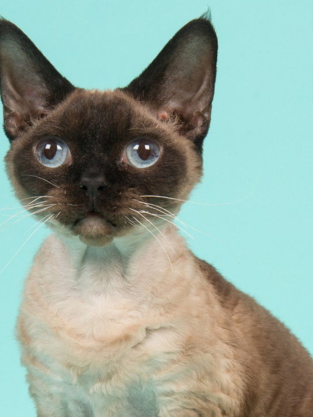 15 Big Eyed Cat Breeds Youll Fall For Story The Discerning Cat