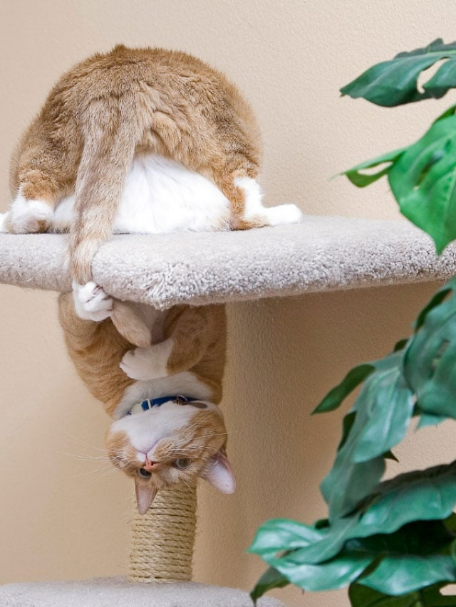 Why Do Cats Chase Their Tails? Story - The Discerning Cat