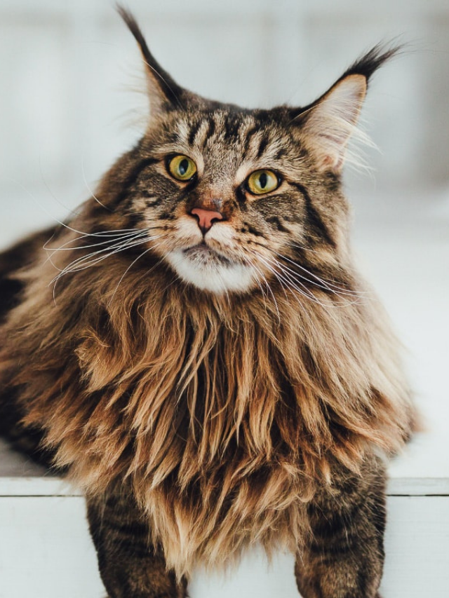 13 of the Best Adorable Male Cat Names Story - The Discerning Cat