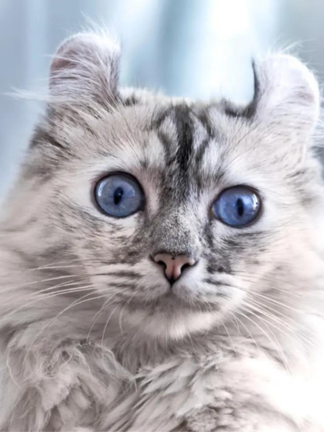 Cute Cat Names You ll Adore Story The Discerning Cat cute-cat-names-you-ll-adore-story-the-discerning-cat