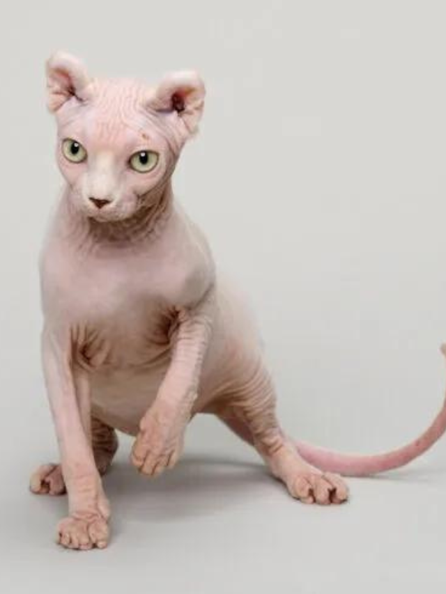 Fascinating Facts About The Dwelf Cat Story - The Discerning Cat