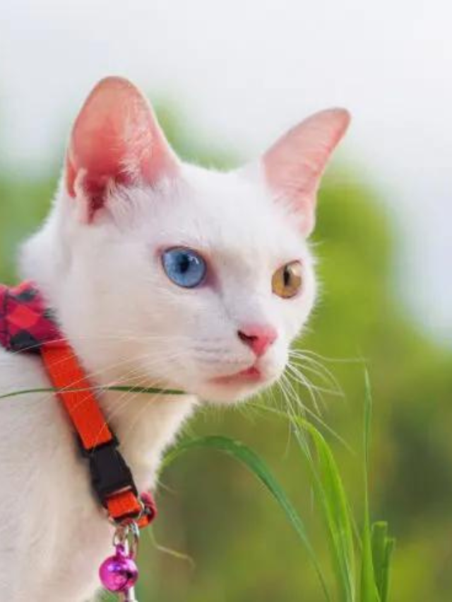 Everything You Know About Khao Manee Story - The Discerning Cat