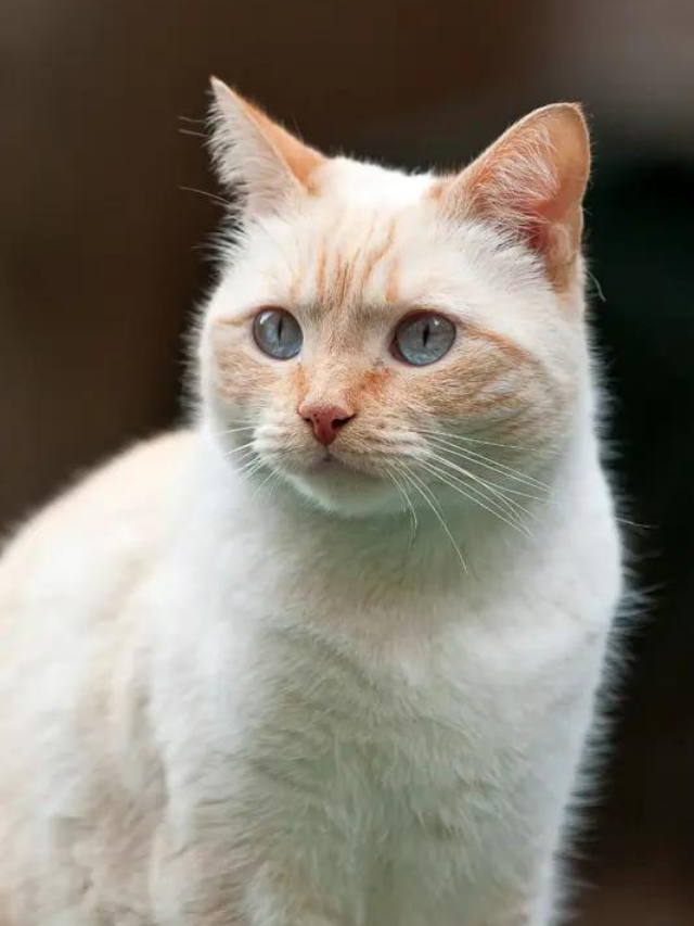 All About Siamese Cat Behavior and Personality Story - The Discerning Cat