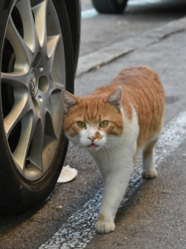 Tips for Car Travelling With Your Furry Feline Story - The Discerning Cat