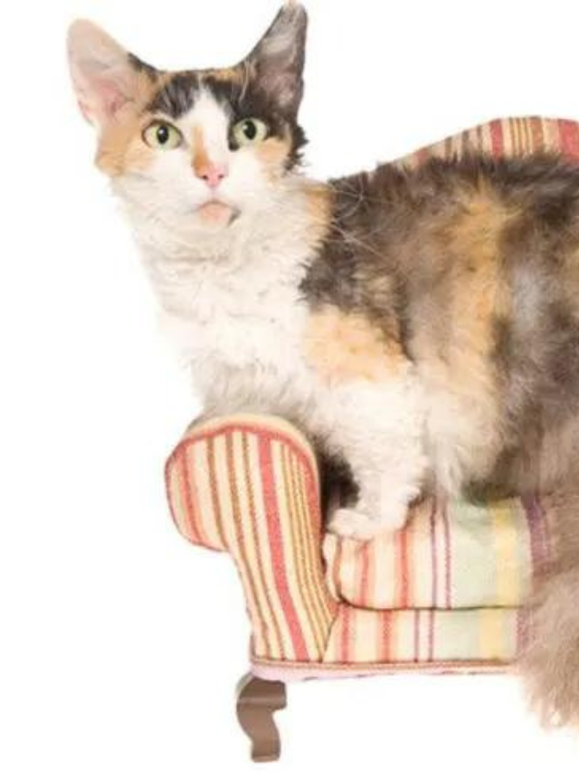 A Complete Guide to Skookum Cats Story - The Discerning Cat