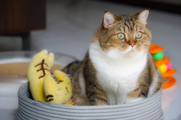 Can Cats Be Autistic? (2022) | Learn More About Your Fur Child I ...