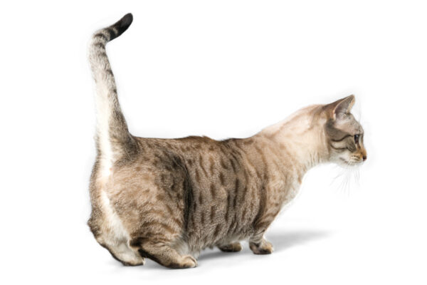 Siamese Munchkin Cat (2022) | 7 Things Owners Need to Know I Discerning Cat