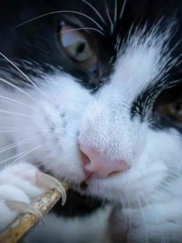 The Best Chew Toys Your Kitty Will Love Story - The Discerning Cat